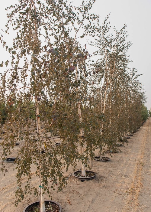 Royal Frost Birch Tree | Garden Gate Nursery