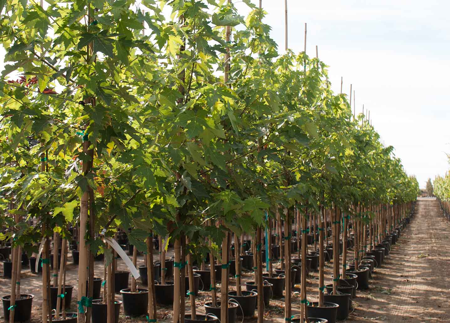 Appreciating the Wonderful Diversity of Maple Trees | Garden Gate Nursery
