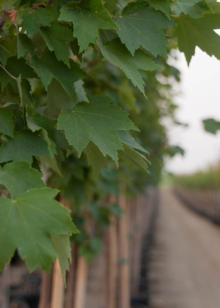 Brandywine Red Maple Tree | Garden Gate Nursery