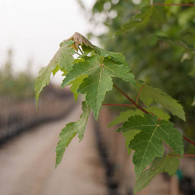 What we love about the Redpointe® Maple | Garden Gate Nursery