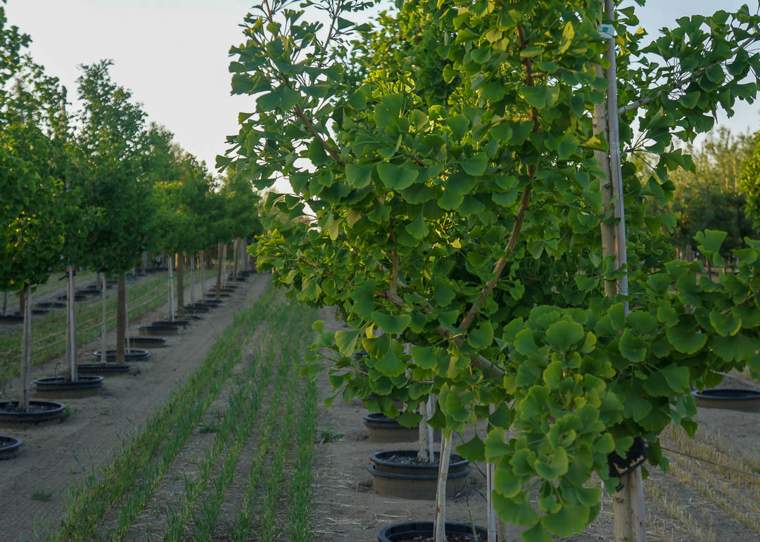 Princeton Sentry® Ginkgo Tree | Garden Gate Nursery