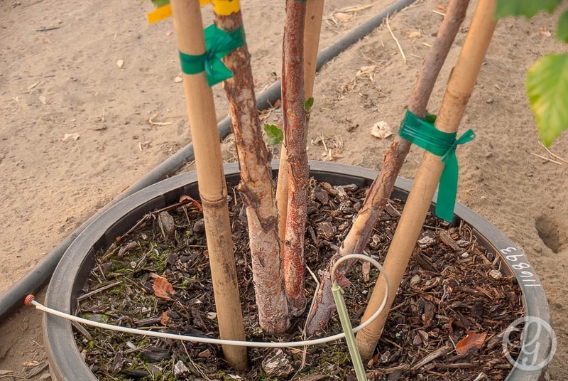 Heritage Birch Tree | Garden Gate Nursery