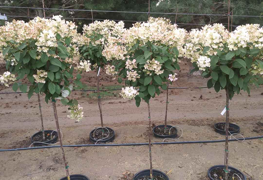 Quick Fire Hydrangea (Tree Form) | Garden Gate Nursery