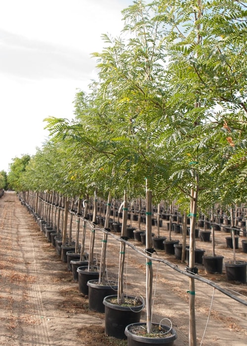 Halka™ Honeylocust Tree | Garden Gate Nursery