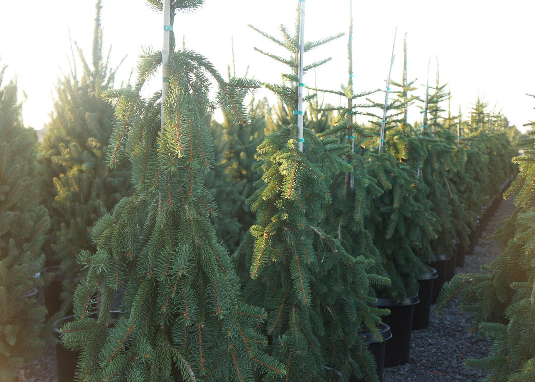 Weeping Norway Spruce Tree | Buy Online, Pickup at Nursery