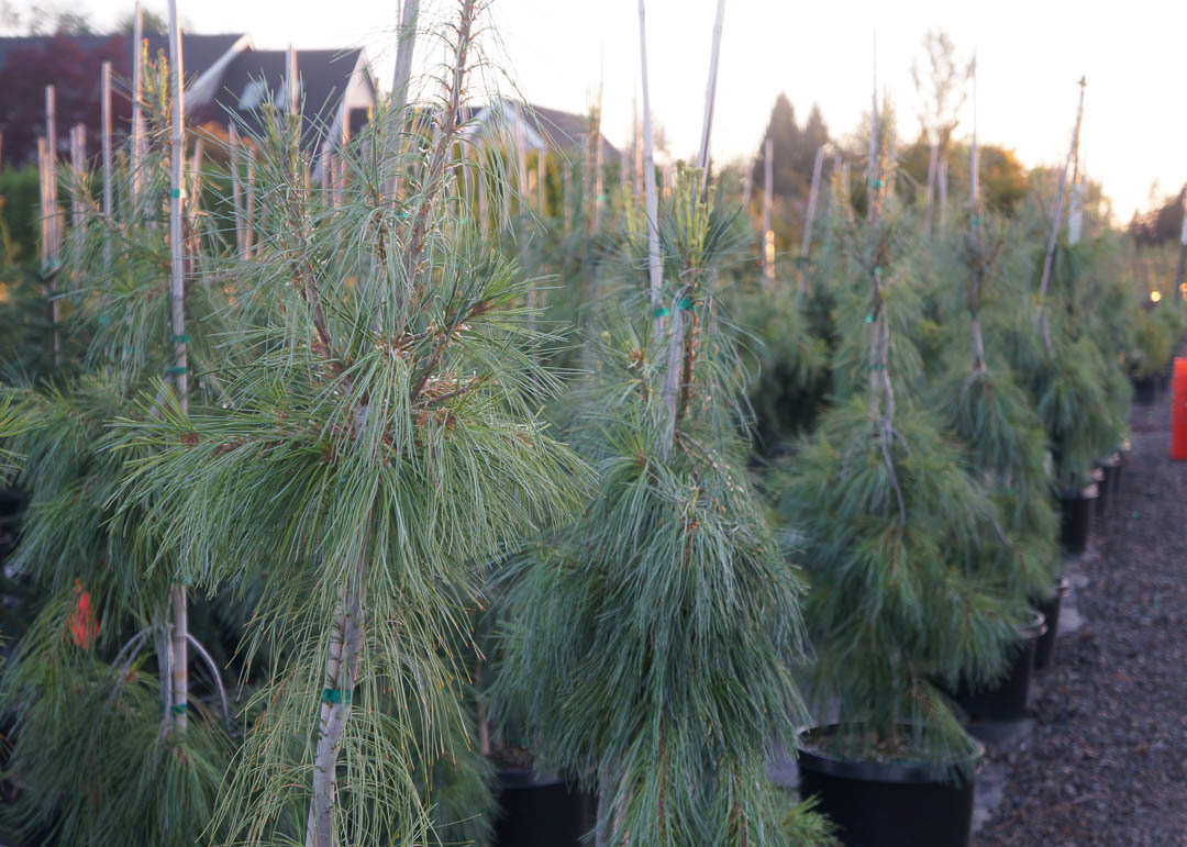 Weeping White Pine Tree | Garden Gate Nursery