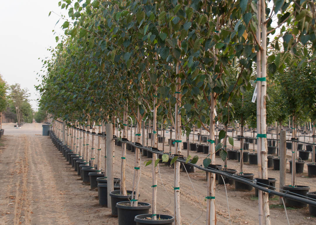 Jacquemontii Birch Tree | Garden Gate Nursery