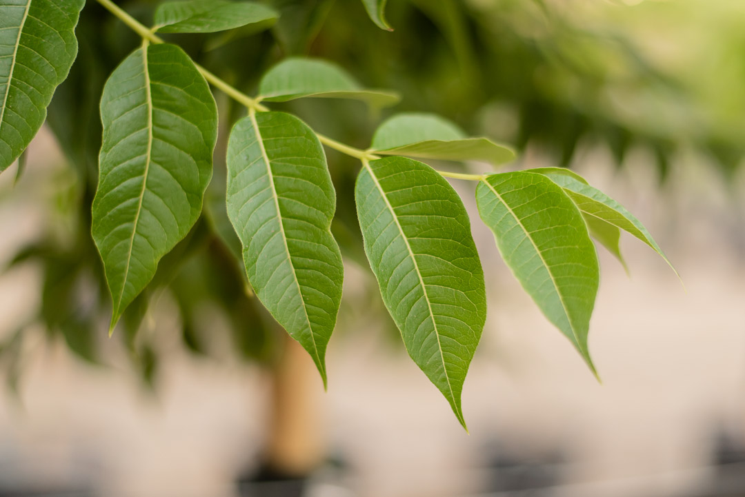 Eye Stopper™ Cork Tree | Garden Gate Nursery