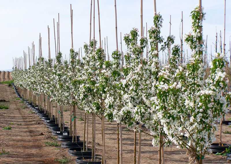 Spring Snow Flowering Crabapple Tree | Garden Gate Nursery