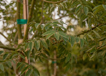 Sophora Trees | Tree Catalog | Garden Gate Trees