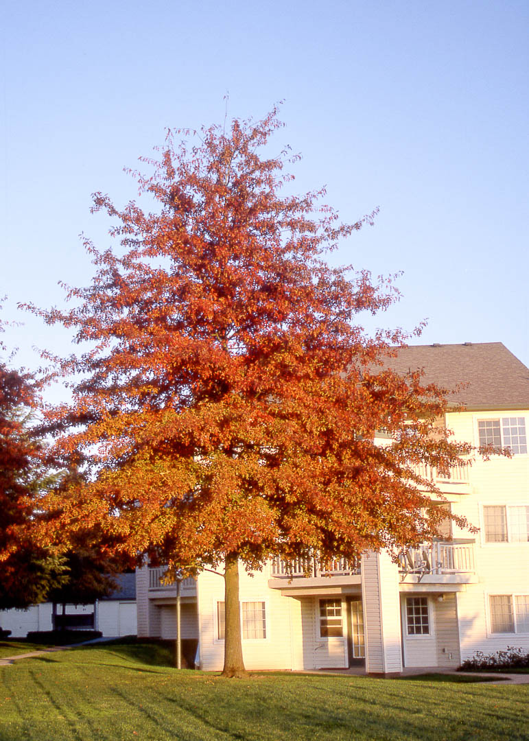 Pin Oak Tree | Garden Gate Nursery