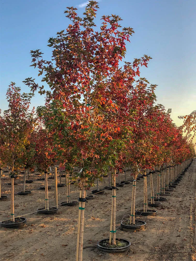 Urban Sunset Maple Tree | Garden Gate Nursery