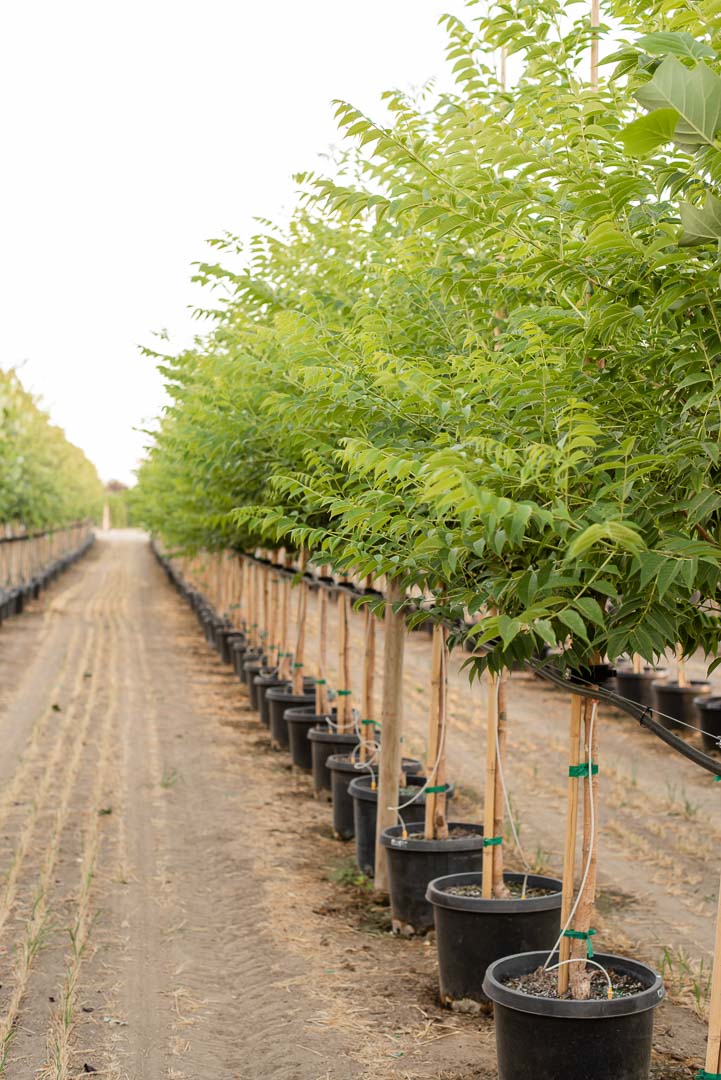 What are the Best Shade Trees? | Garden Gate Nursery