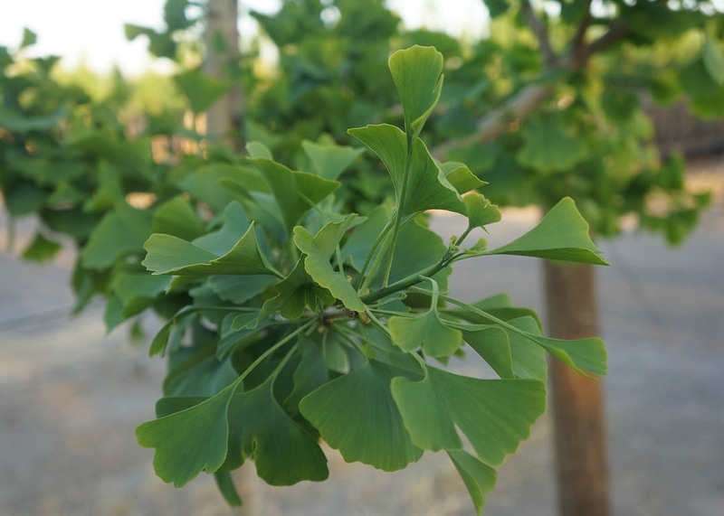 Princeton Sentry® Ginkgo Tree | Garden Gate Nursery