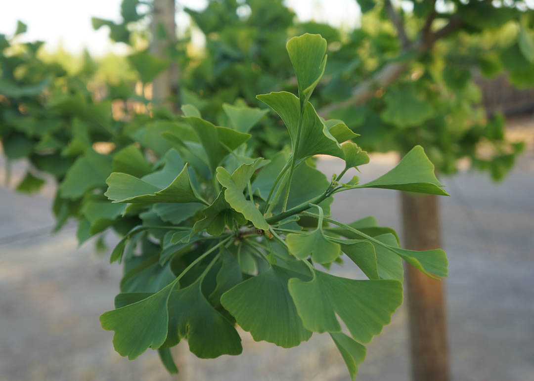 Princeton Sentry® Ginkgo Tree | Garden Gate Nursery