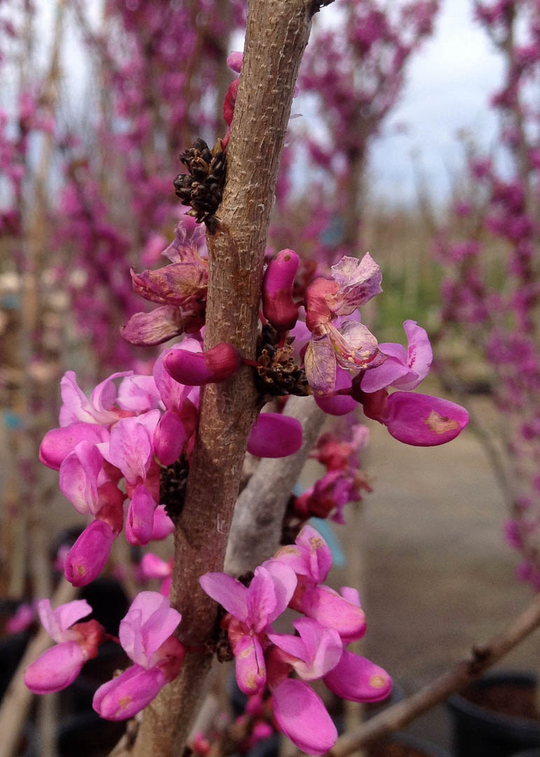 Avondale Chinese Redbud Tree | Garden Gate Nursery