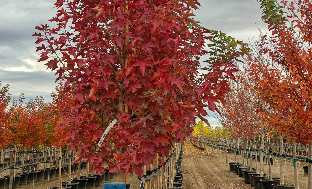 Urban Sunset Maple Tree | Buy Online, Pickup at Nursery