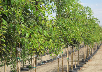 Green Vase® Zelkova Tree | Garden Gate Nursery