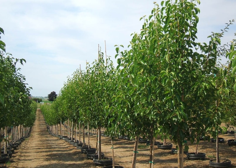 Capital Pear Tree | Garden Gate Nursery