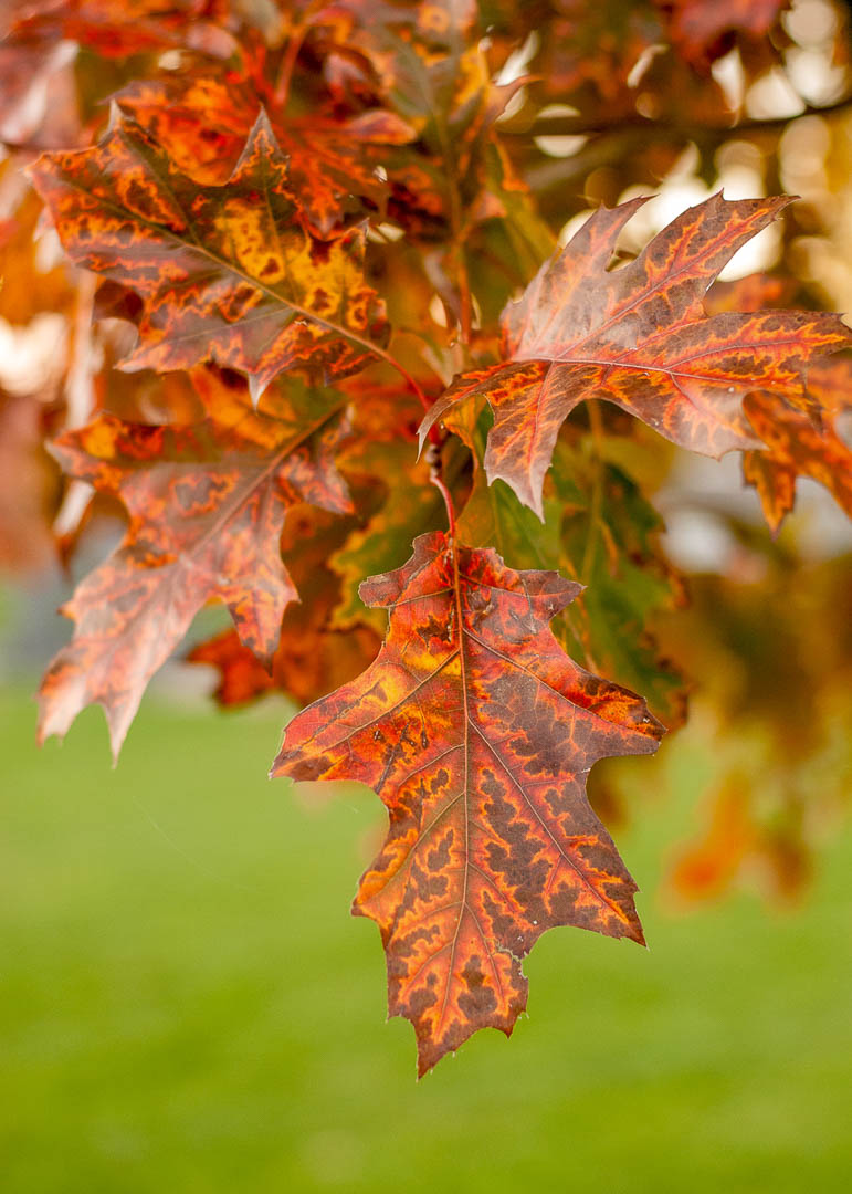 Red Oak Tree | Garden Gate Nursery