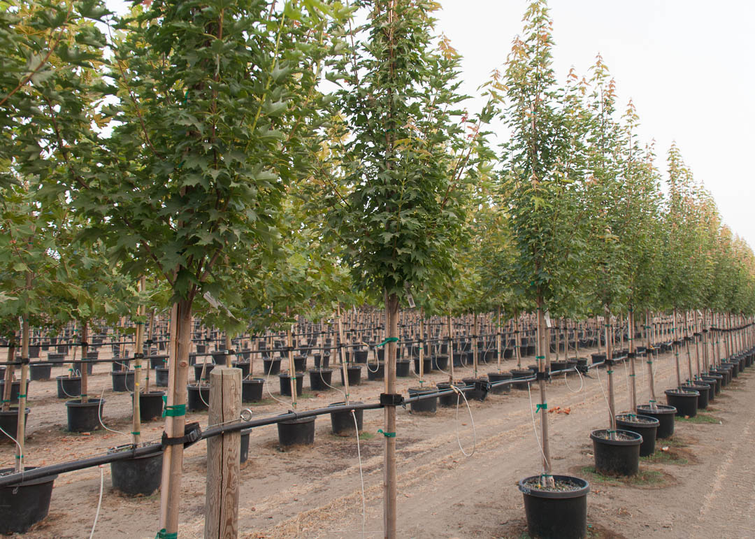 Armstrong Gold® Maple Tree | Garden Gate Nursery