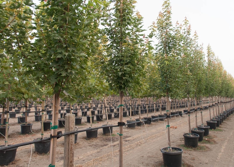 Armstrong Gold® Maple Tree | Garden Gate Nursery