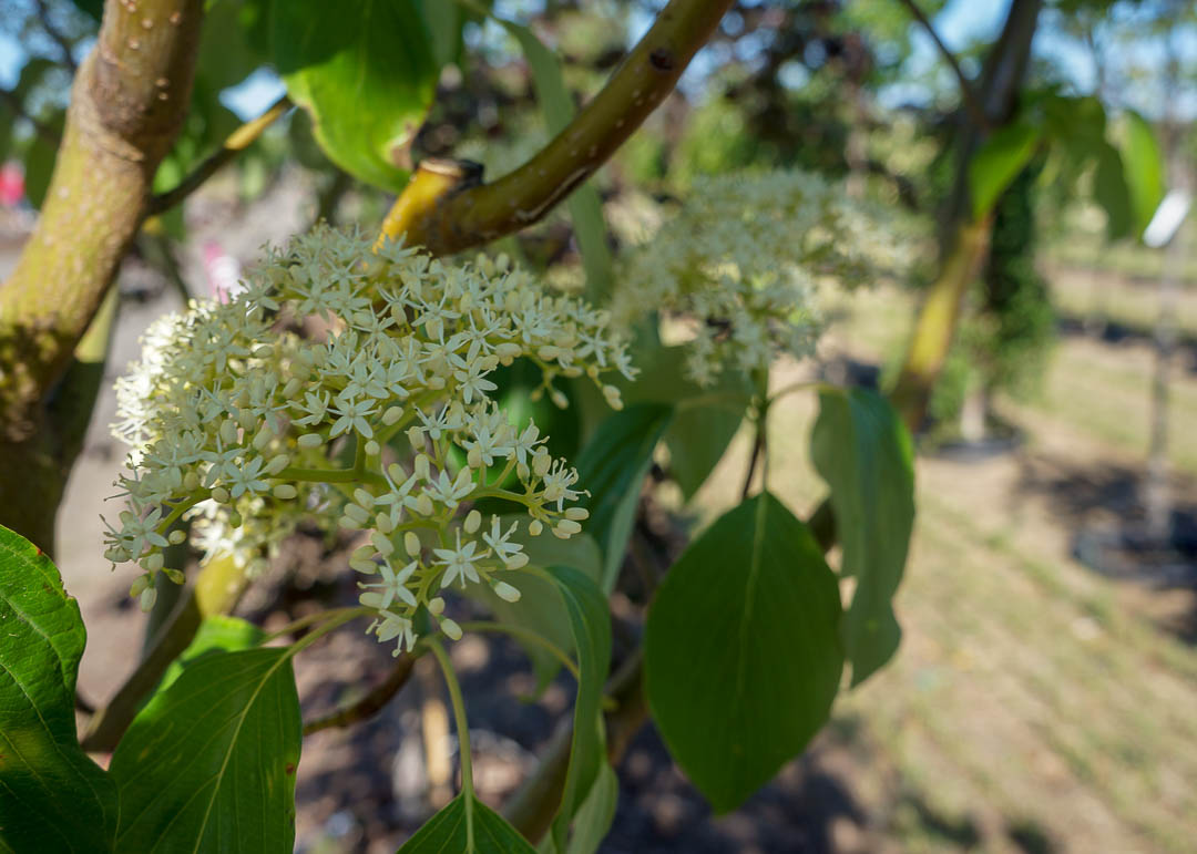 June Snow™ Dogwood Tree | Garden Gate Nursery