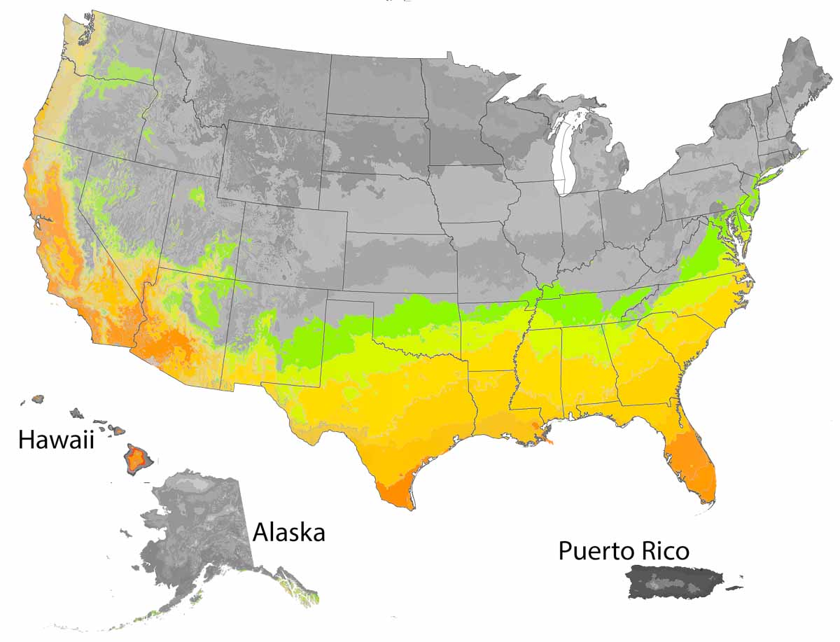 Deodar Cedar Tree | Garden Gate Nursery