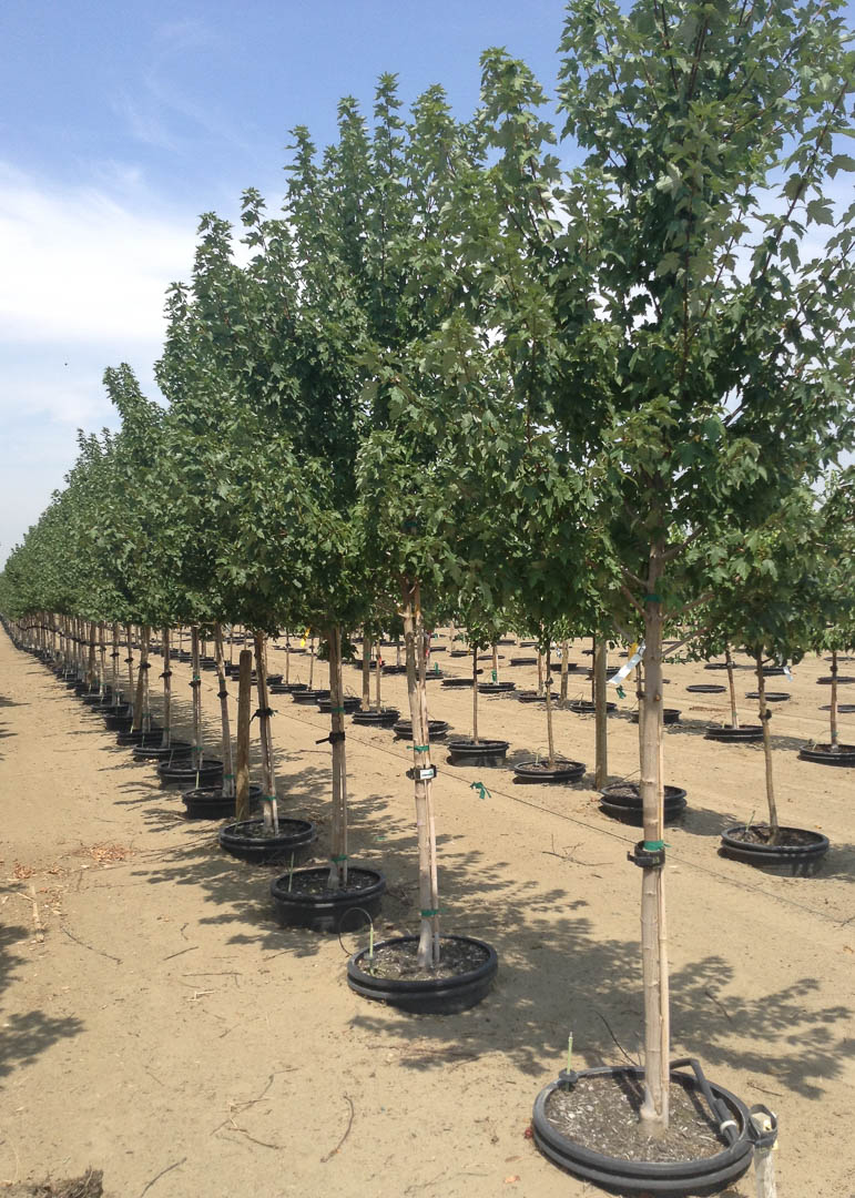Redpointe™ Maple Tree | Garden Gate Nursery