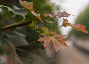 A Birds Eye View Into the Farm. | Garden Gate Nursery