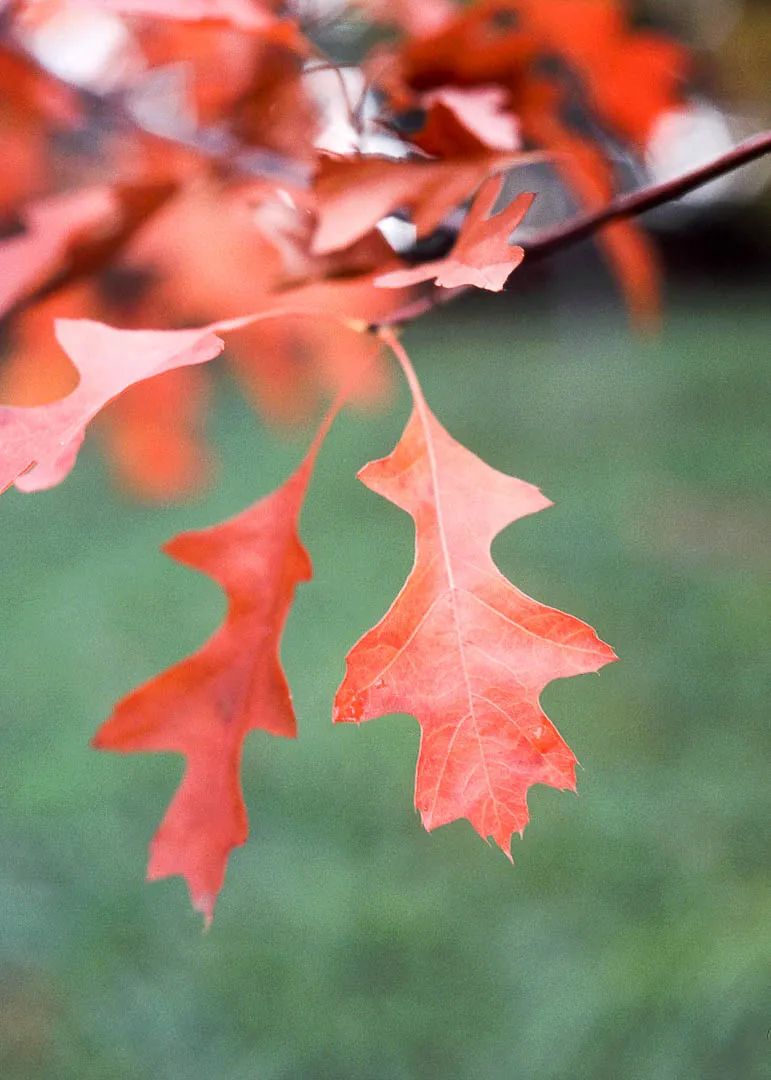 Pin Oak Tree | Garden Gate Nursery