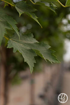 Armstrong Gold® Maple Tree | Garden Gate Nursery