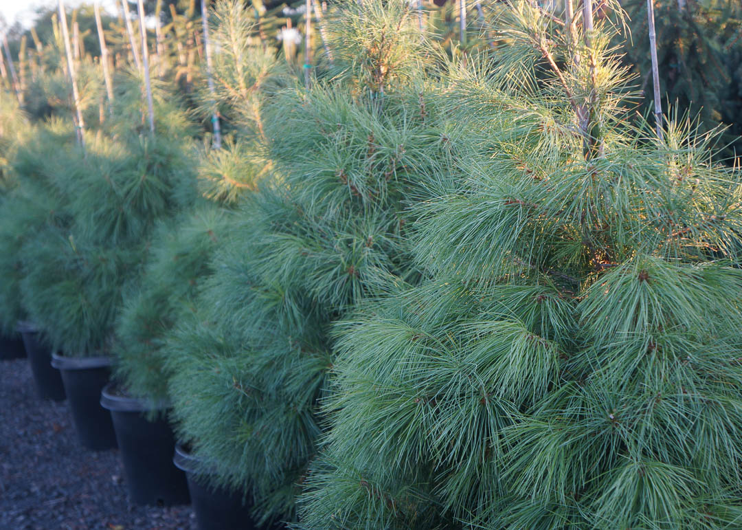 Eastern White Pine Tree | Garden Gate Nursery