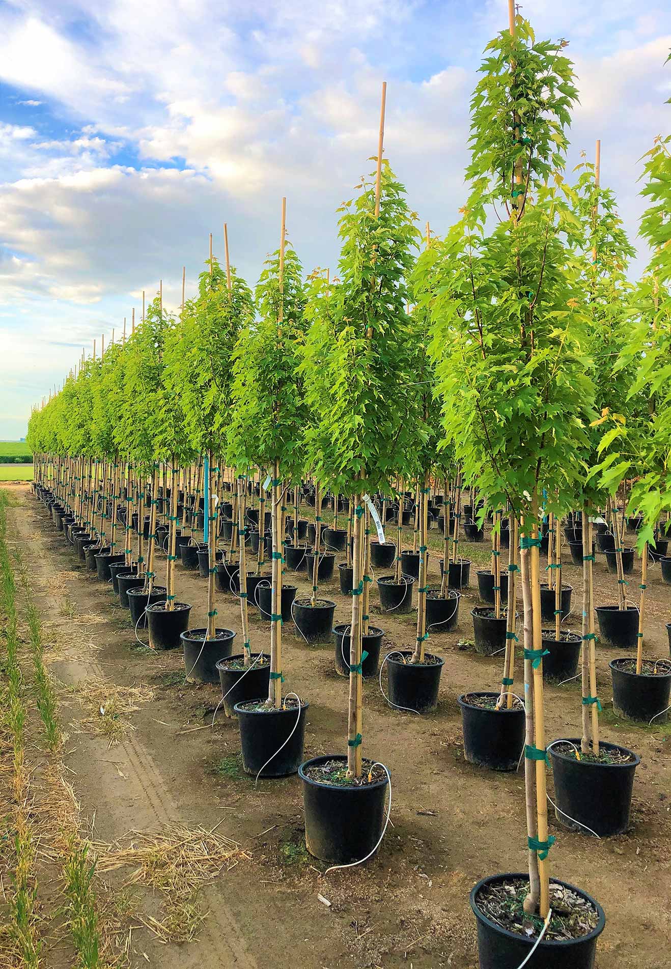 5 Trees that are a Great fit for Golf Courses | Garden Gate Nursery