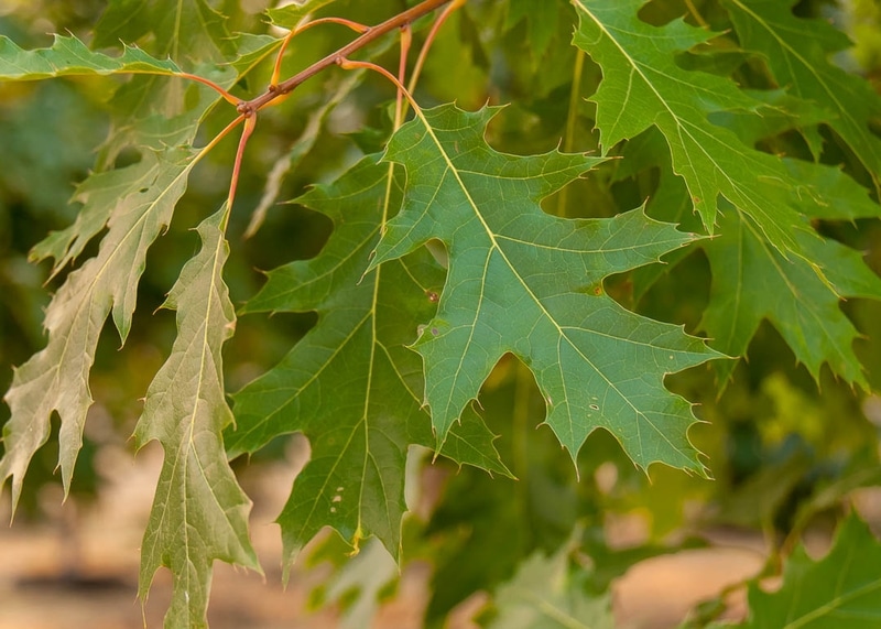 Red Oak Tree | Garden Gate Nursery
