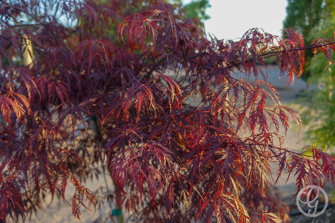 Tamukeyama Japanese Maple Tree | Garden Gate Nursery