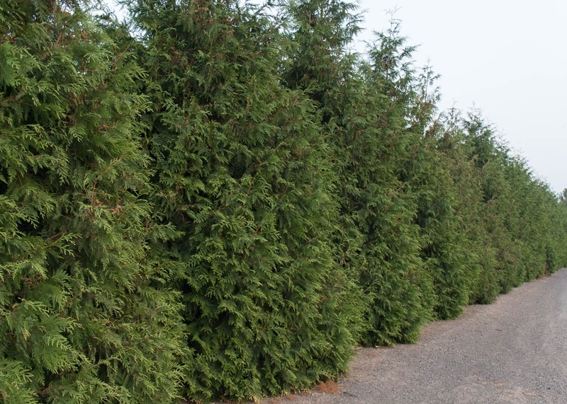 Green Giant Arborvitae Tree | Garden Gate Nursery