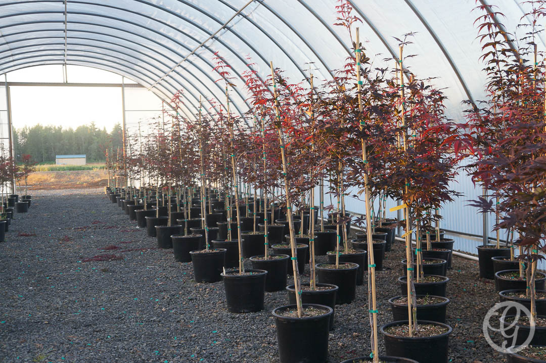 Emperor 1 Japanese Maple Tree | Garden Gate Nursery