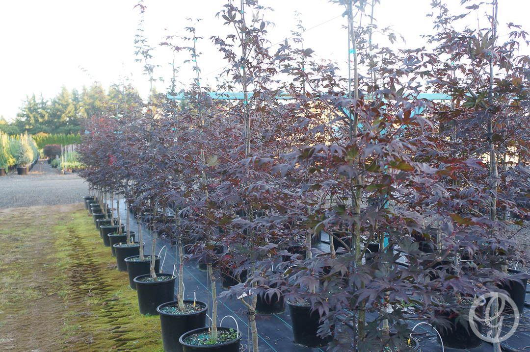 Bloodgood Japanese Maple Tree | Garden Gate Nursery