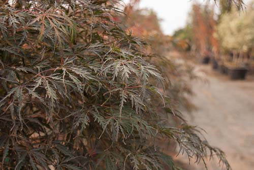 The Autumn Fantasy Maple is an Elegant Jewel | Garden Gate Nursery