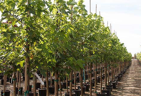 Flashfire® Maple Tree | Garden Gate Nursery