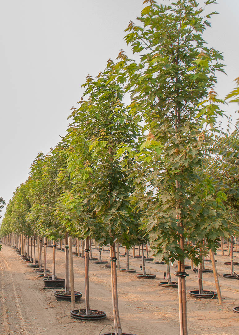 Celebration® Maple Tree | Garden Gate Nursery