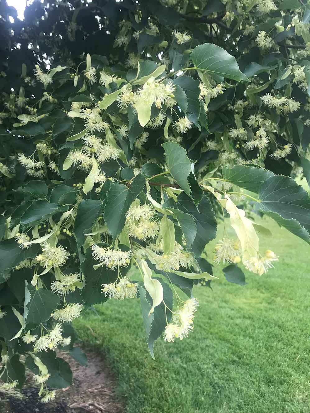 Greenspire® Linden Tree | Garden Gate Nursery