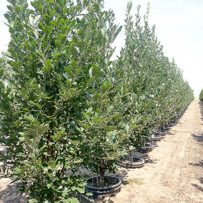 Regal Prince Oak Tree | Garden Gate Nursery