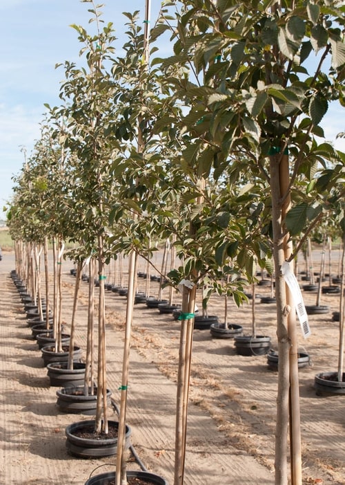 Accolade™ Elm Tree | Garden Gate Nursery