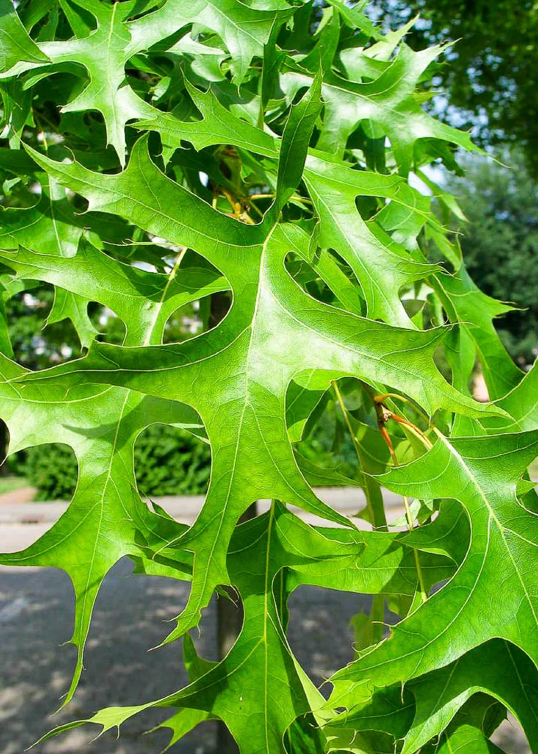 Pin Oak Tree | Garden Gate Nursery
