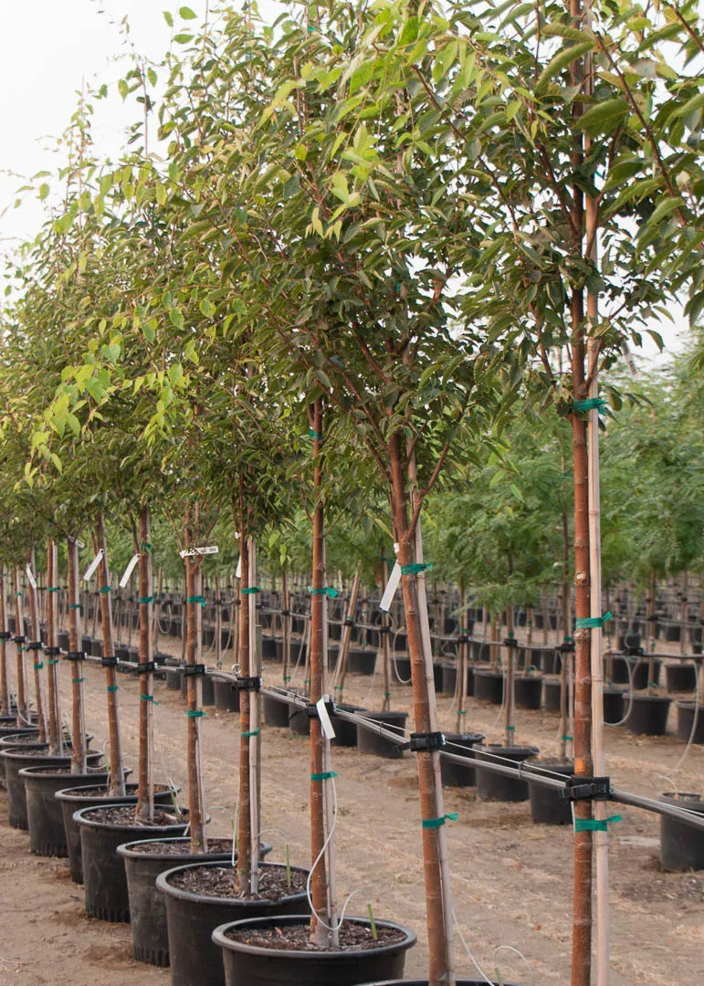 Green Vase® Zelkova Tree | Garden Gate Nursery