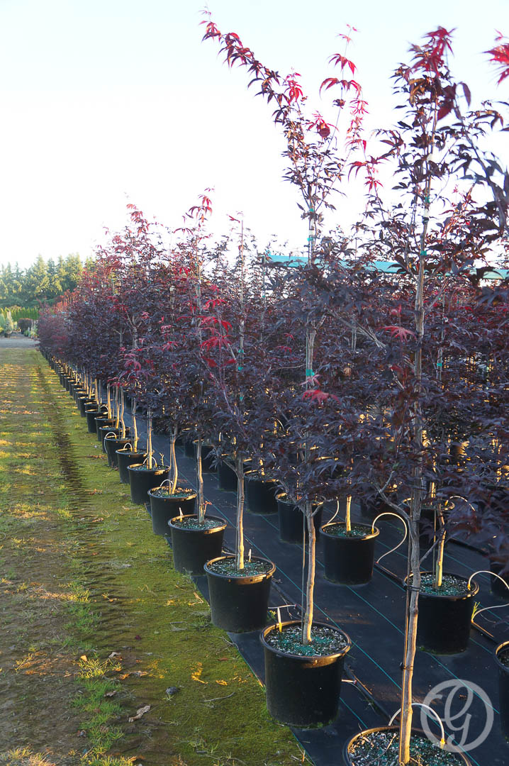 Emperor 1 Japanese Maple Tree | Garden Gate Nursery