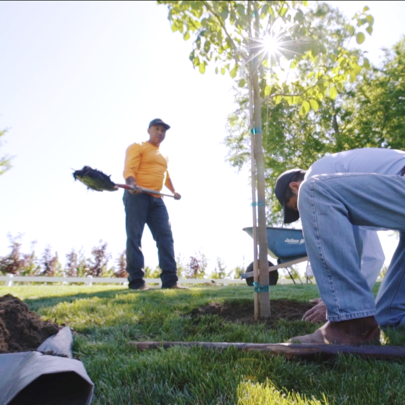 How deep should trees be planted? | Garden Gate Nursery