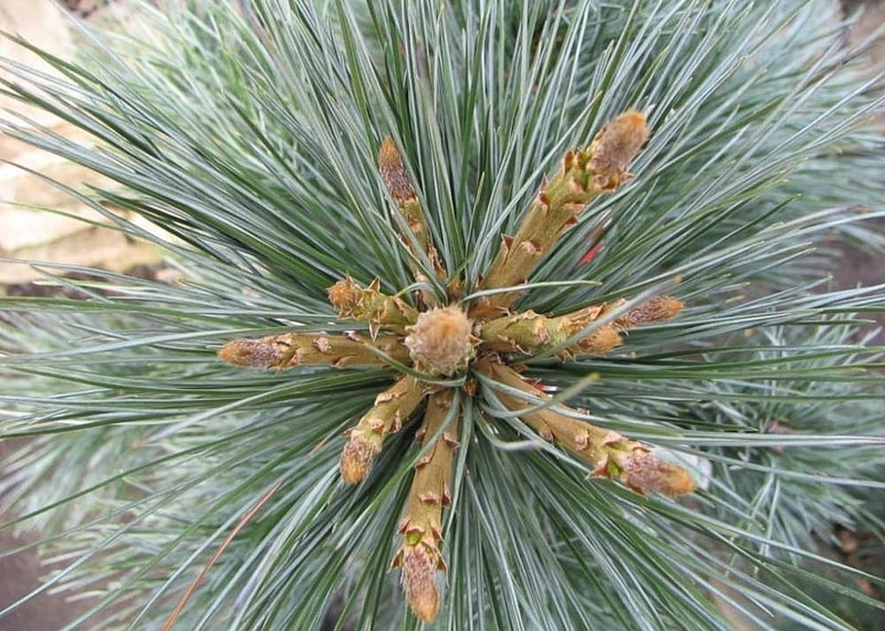 Vanderwolf Pine Tree | Garden Gate Nursery